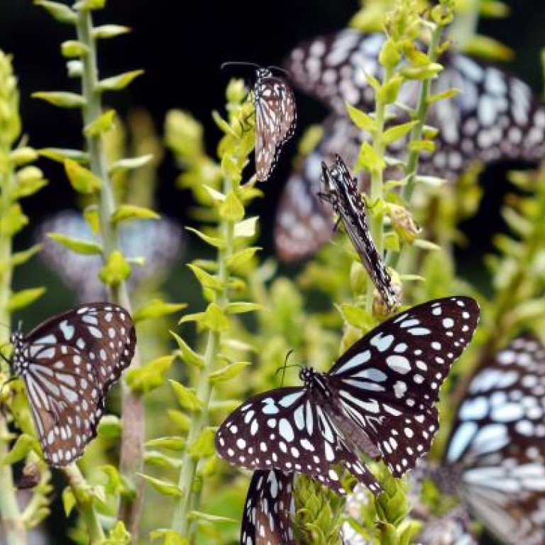 Butterfly's amazing flight from Japan to Hong Kong | South China ...