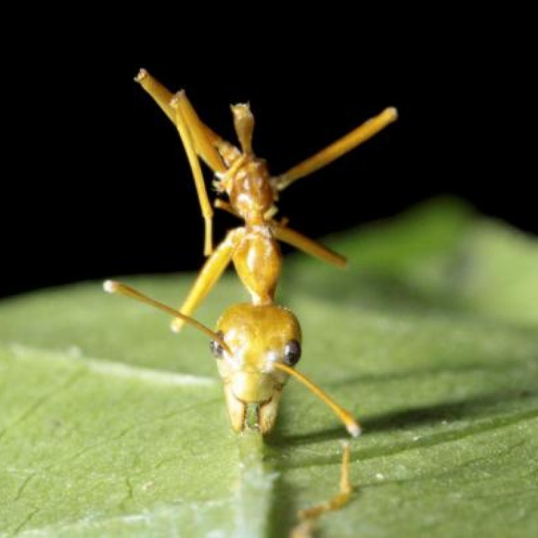 Parasites thrive on mind control as zombie hosts seal their own doom ...