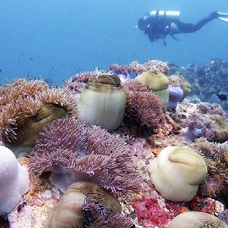 China's economic boom savaging coral reefs, study says | South China ...