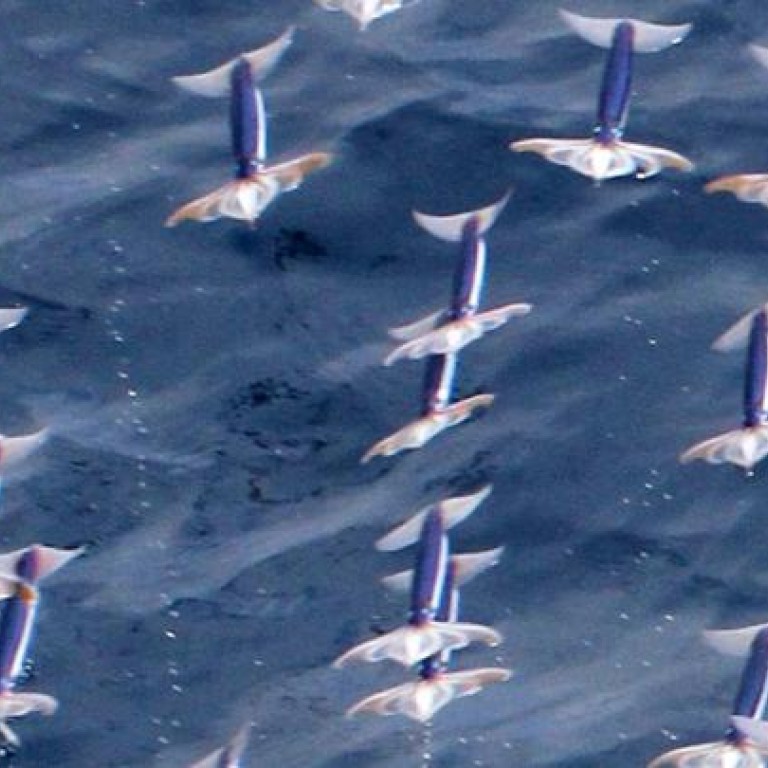 Japanese researchers discover gliding squid that use jet propulsion ...