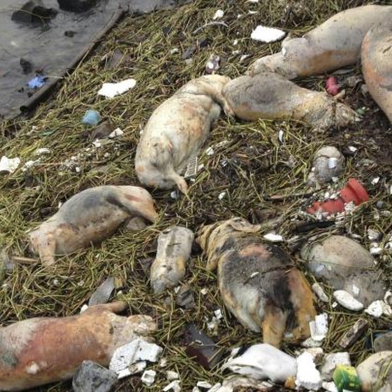 Number of dead pigs found in Shanghai river rises to 3,323 | South ...