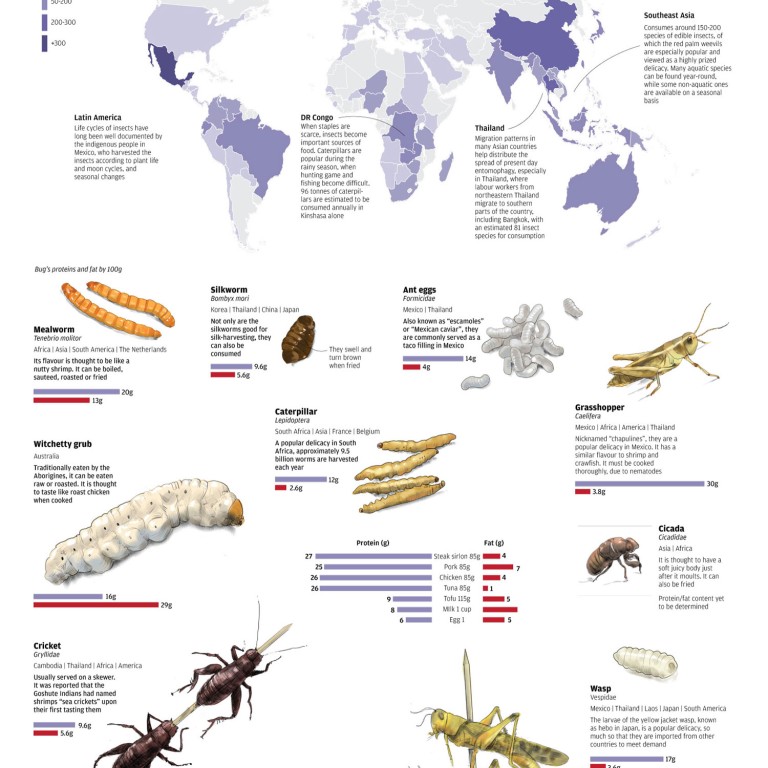 Entomophagy, the consumption of insects as food | South China Morning Post