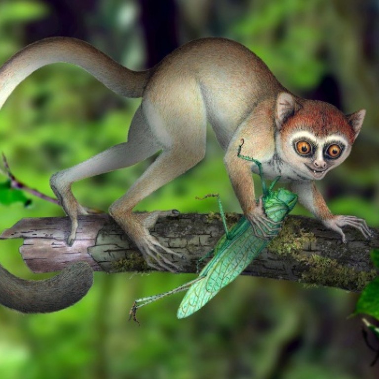 Ancient fossil, Archicebus achilles, key link in chain leading to apes ...