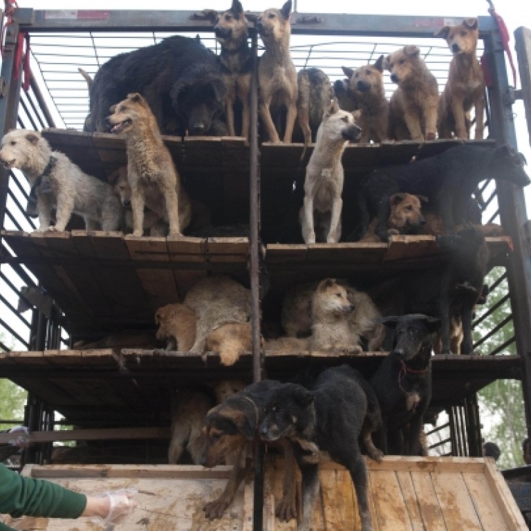 Chinese officials agree to monitor dog meat festival after activists ...