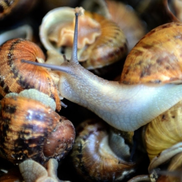 French snail producers seek protection against east European imports ...