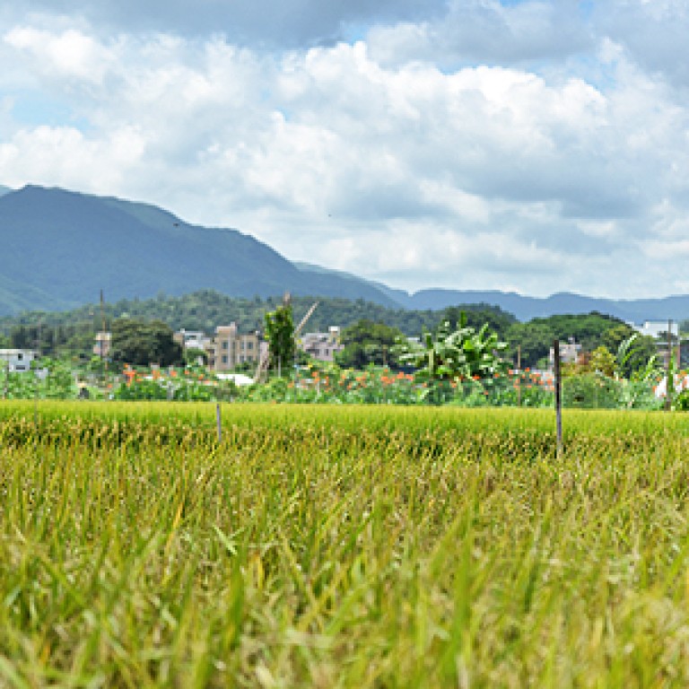 Roots breakthrough for drought-resistant rice | South China Morning Post