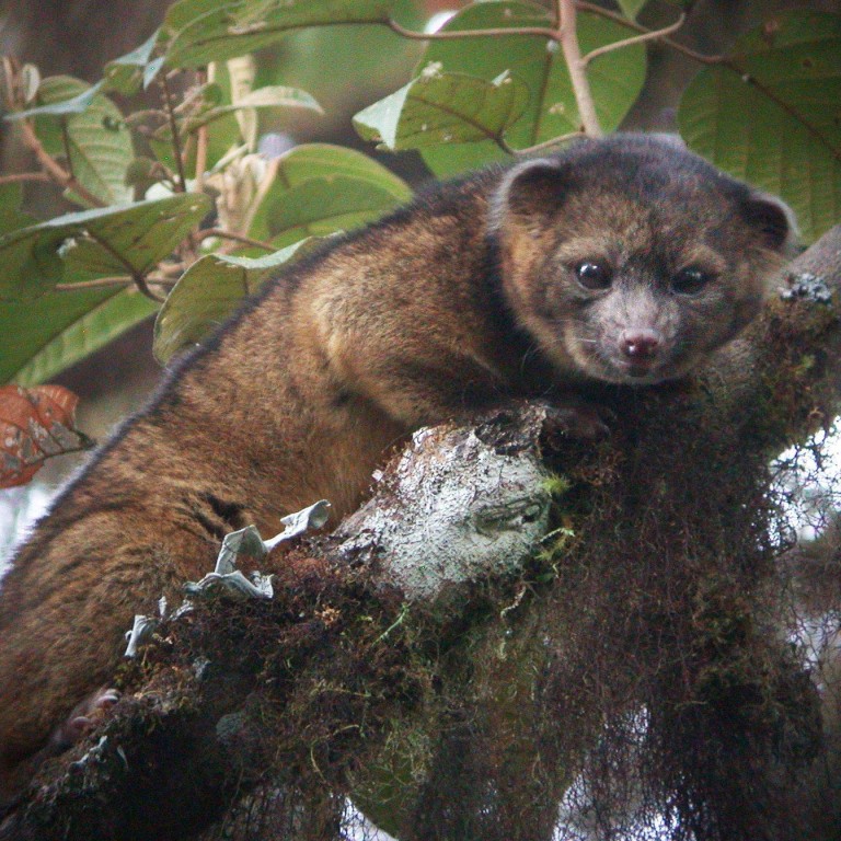 US researchers 'discover' an olinguito that was there all the time ...