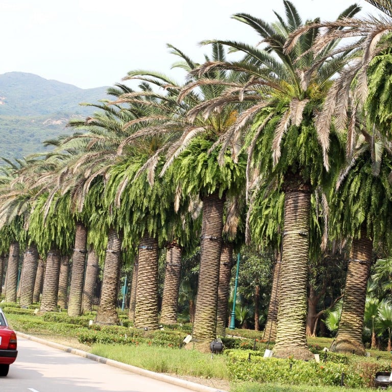 Bugs attack HK$10m palm trees near Disneyland in latest tree disaster ...