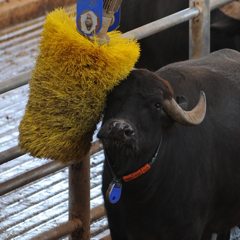 VIP buffalo treatment: jazz and massages produce premium mozzarella ...