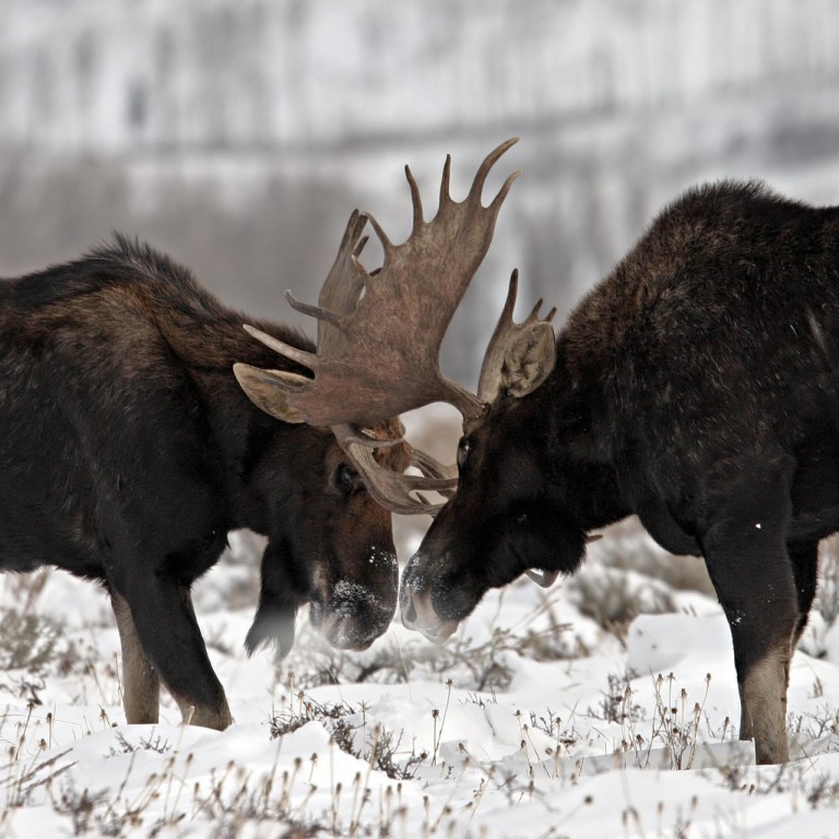 Moose disappearing, and scientists point finger at climate change ...