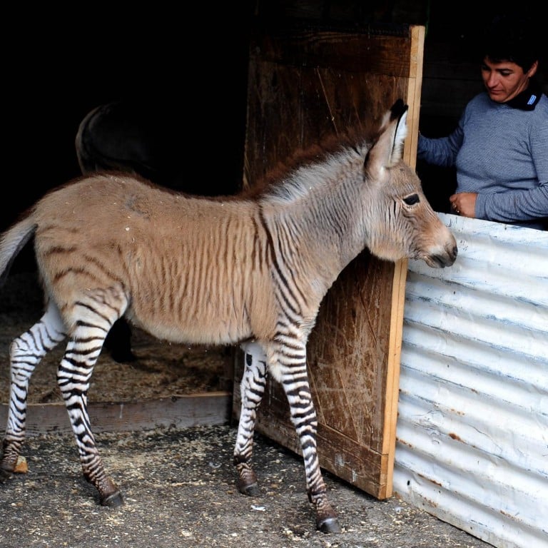Rare 'zonkey', result of zebra mating with donkey, draws crowds in ...