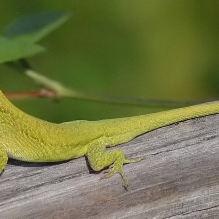 Lizards threaten unique wildlife on Japan's remote Ogasawara islands ...