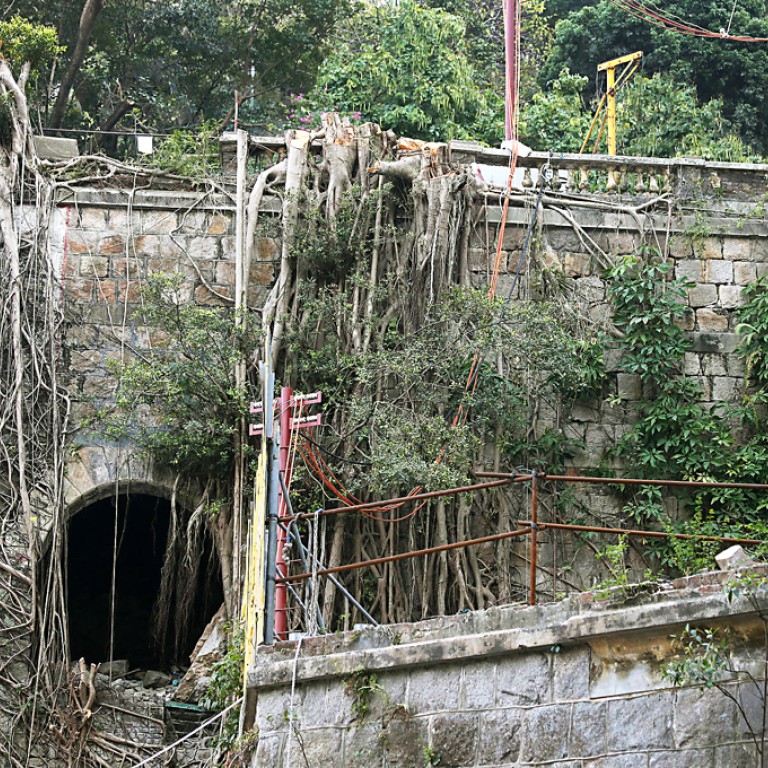Green activists see red over felling of iconic wall tree in Wan Chai ...