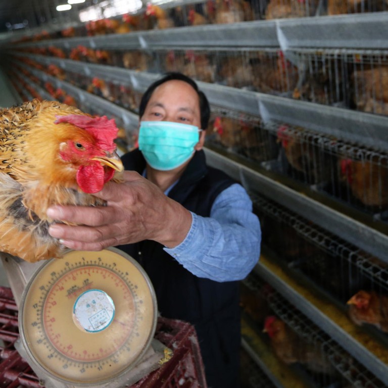 Call for quota to clear backlog of older chickens | South China Morning ...