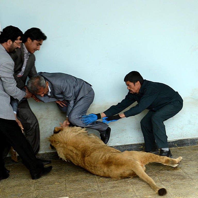 Marjan, the lion, now pride of Afghanistan’s Kabul zoo | South China ...