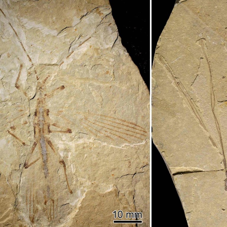 Fossil of world's oldest stick insect found in Liaoning prehistoric ...