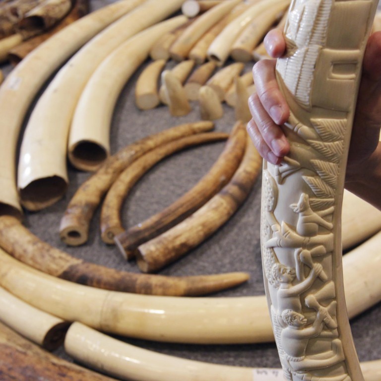 Burning of huge ivory stash starts Thursday | South China Morning Post