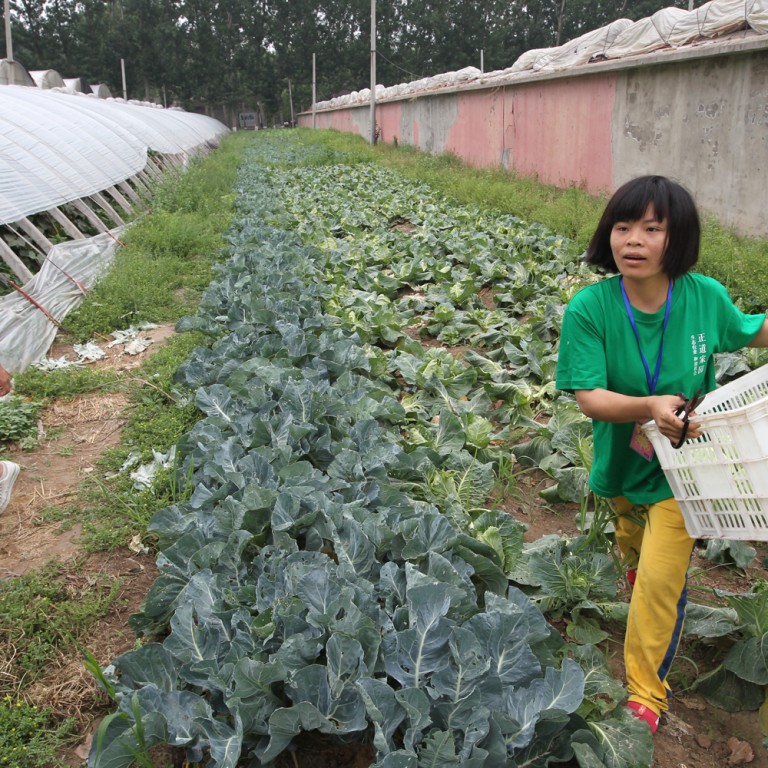 Young Mao devotees lead an agricultural revolution at the Righteous ...