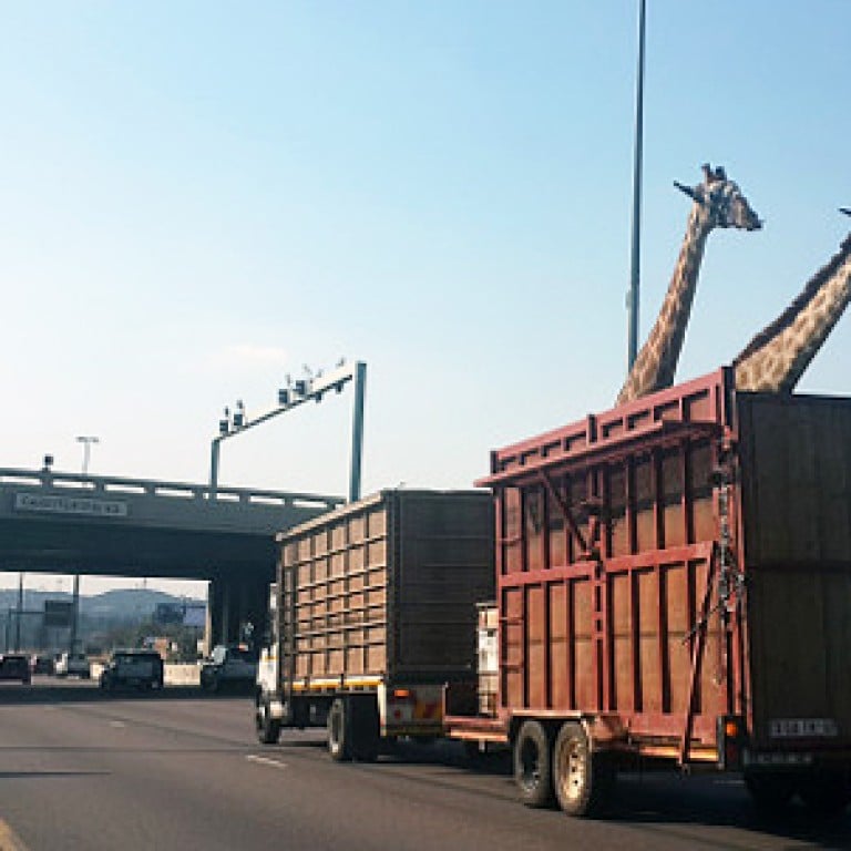 Giraffe travelling down road on truck hits head on bridge and dies ...