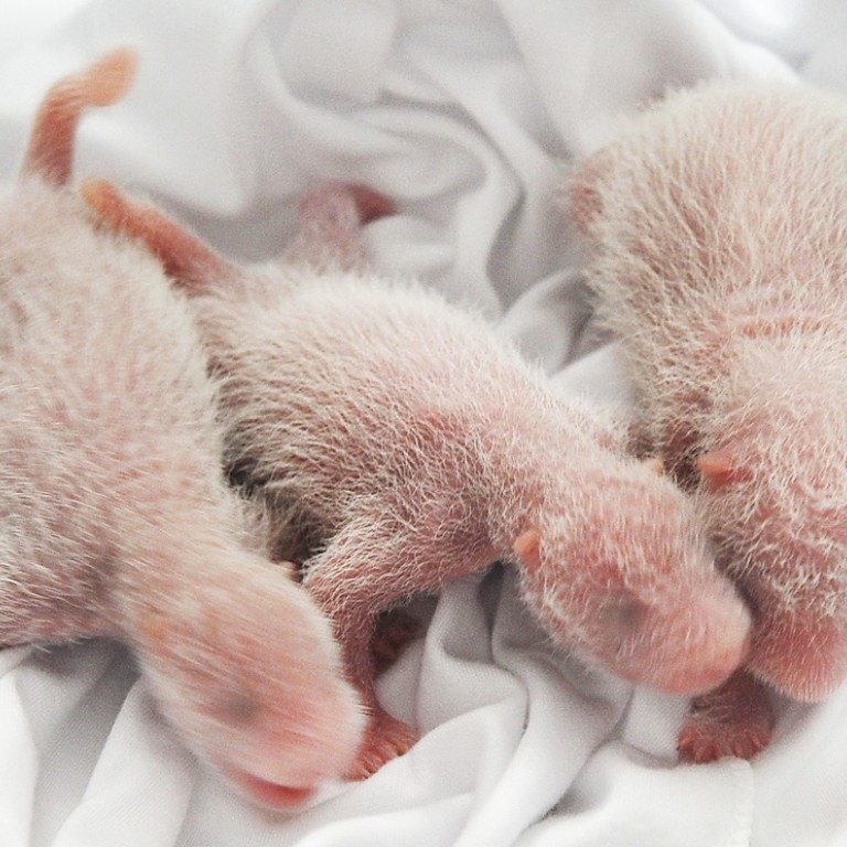 Hello, hello, hello! World's first surviving panda triplets born in ...