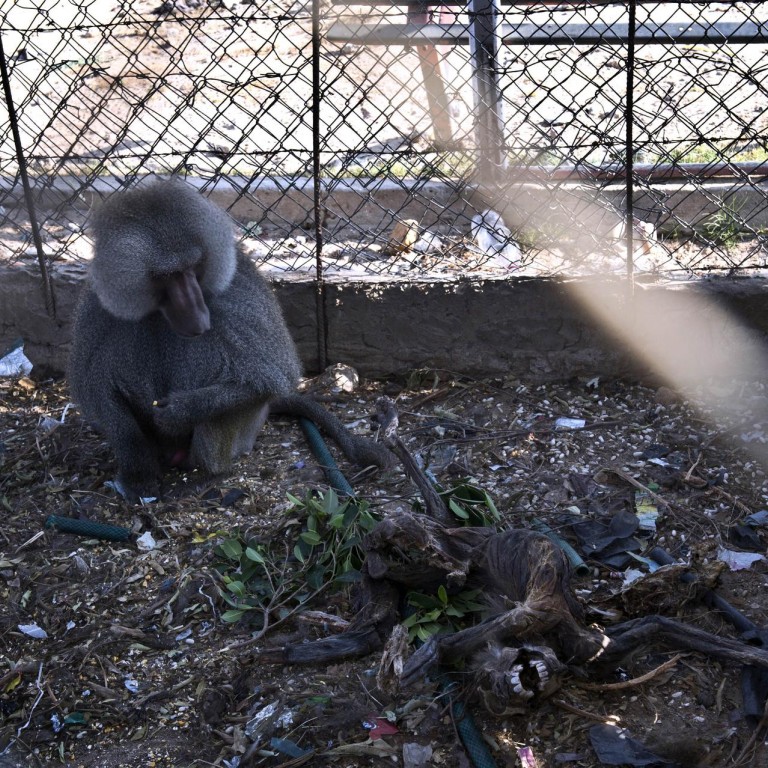 Animals in Gaza zoo no safer than humans from Israeli bombardment ...