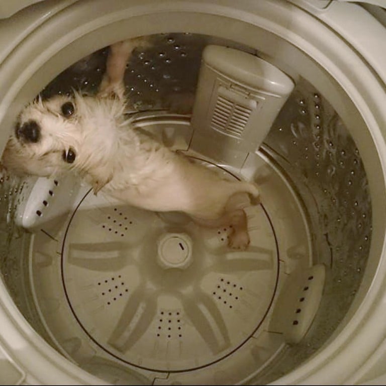 'Wanted? I'm going back to China': Man who put dog in washing machine ...