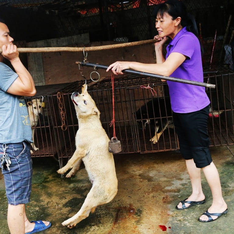 5,000 dogs culled in one Chinese city after rabies leaves five dead ...