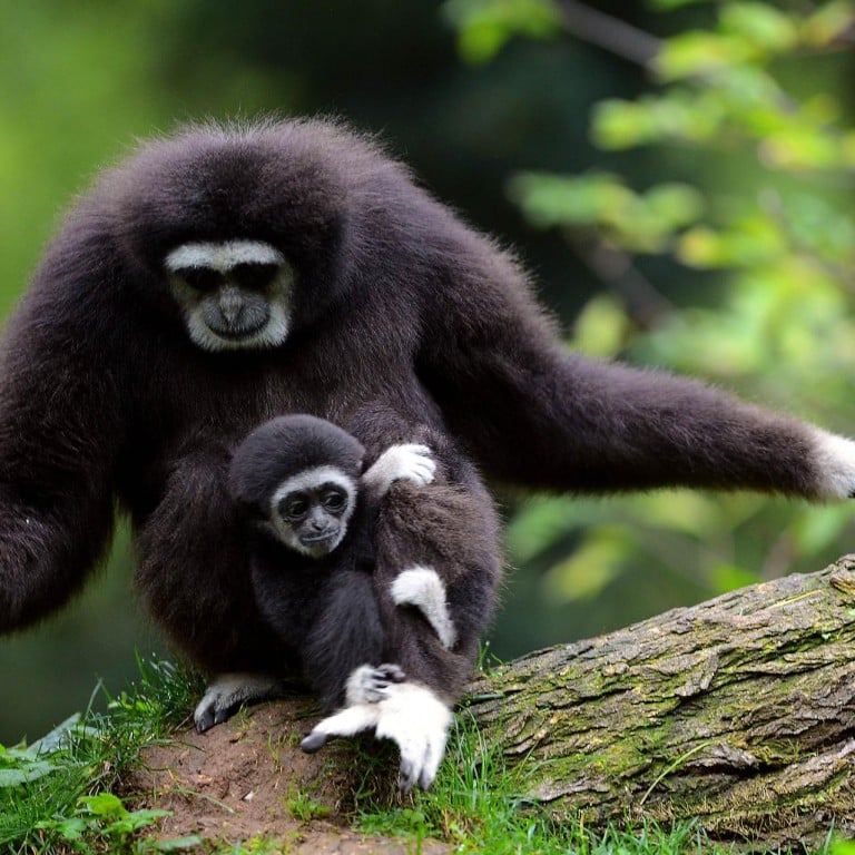 'Jumping gene' behind gibbon's divergence from other apes, DNA map ...