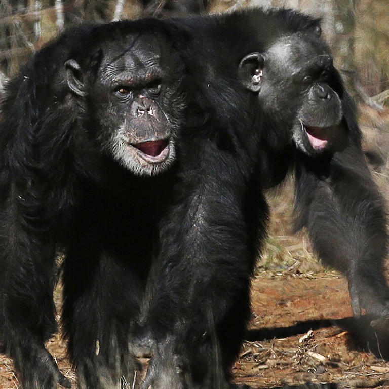 Chimpanzees wired for war, 50-year study in Africa shows | South China ...