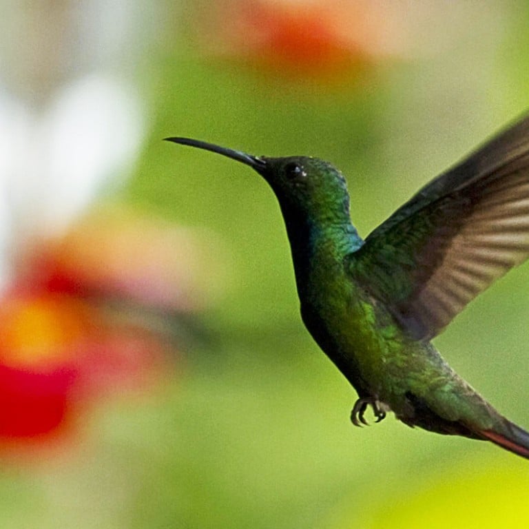 Secret life of hummingbird revealed | South China Morning Post