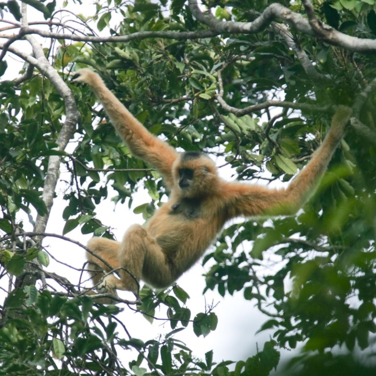 Scientists press China for action plan to save Hainan gibbons from ...
