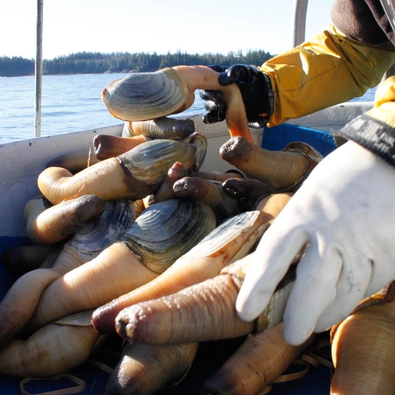 Hong Kong health authorities warn against eating Canadian clams | South ...