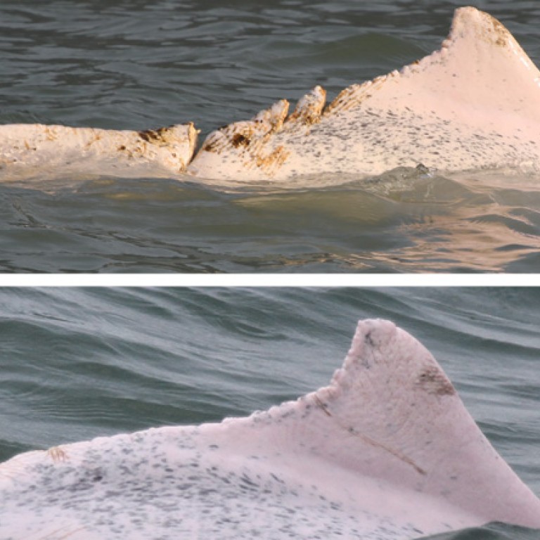 Dolphin maimed in ‘outboard motor’ accident is no stranger to Hong Kong ...