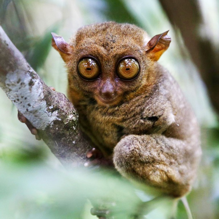 Wide-eyed at night? It could be in your genes | South China Morning Post