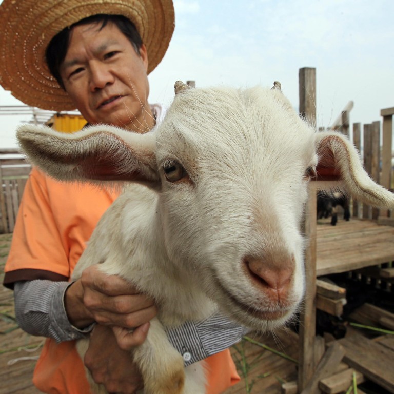 Hong Kong's goat keepers ready to help the city ring in the year of the ...