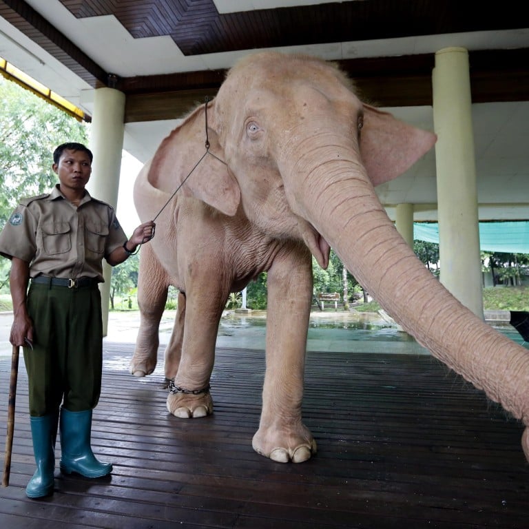 Myanmar captures rare white elephant, widely considered as ‘political ...