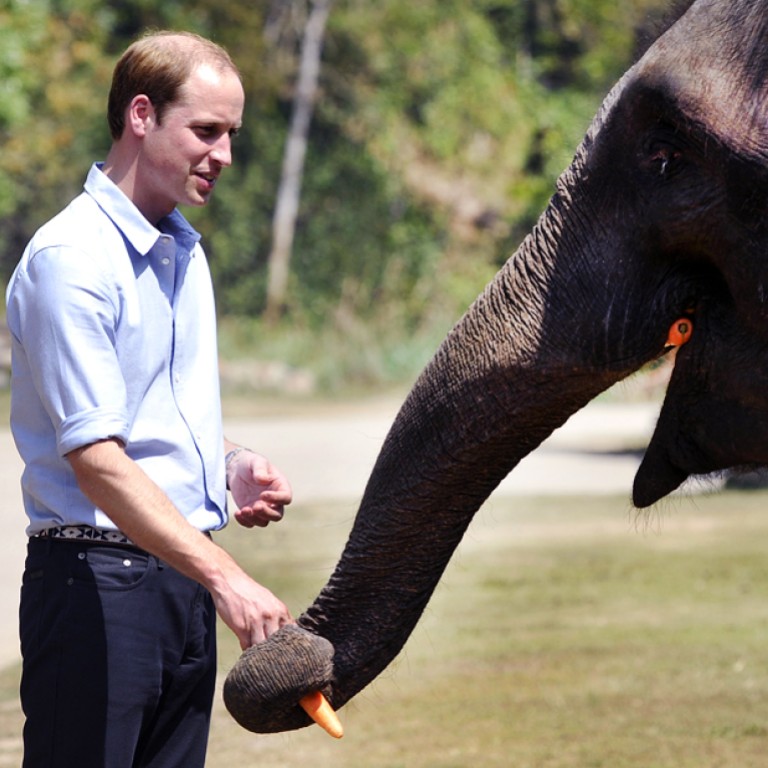 How did Prince William end up promoting a cruel China elephant circus ...