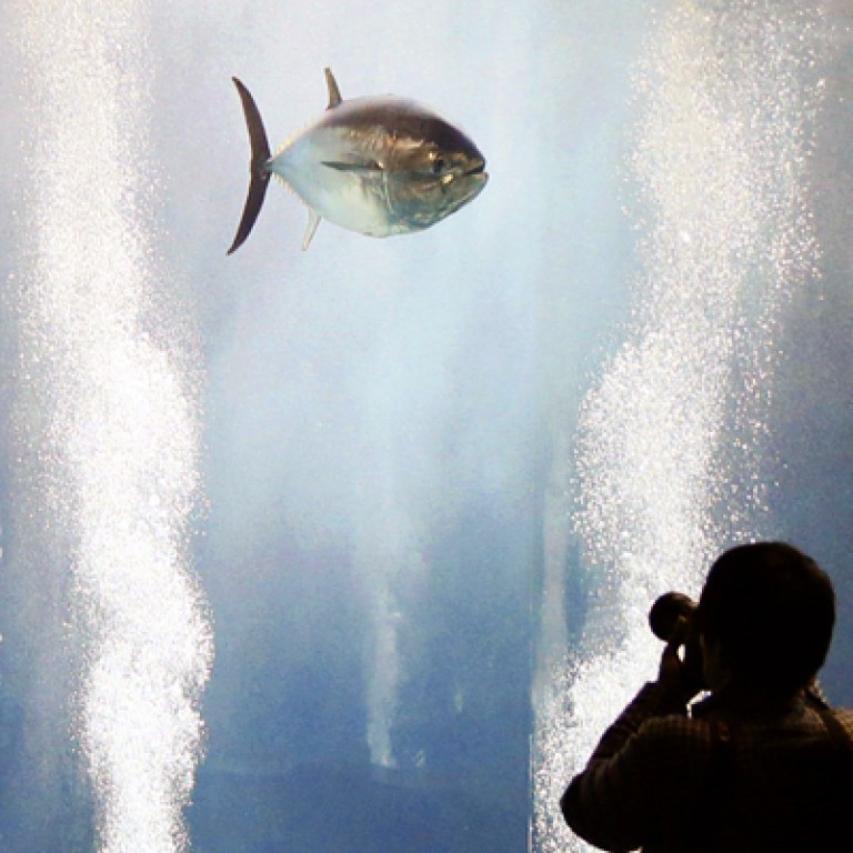 Mass fish fatalities puzzle Tokyo aquarium operator | South China ...
