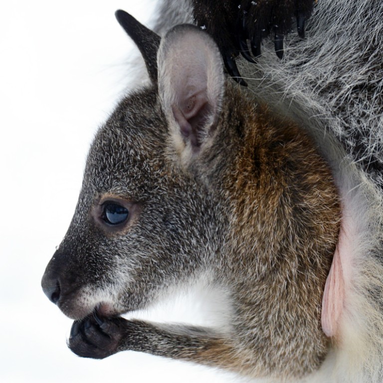Most kangaroos are left-handed, study finds | South China Morning Post