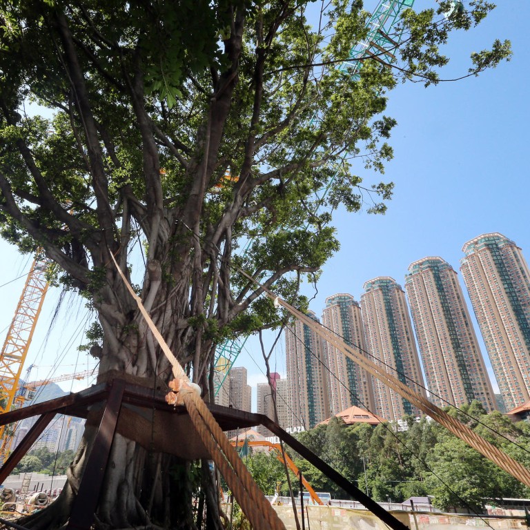 MTR Corp chops down 340 trees at Diamond Hill station site | South ...