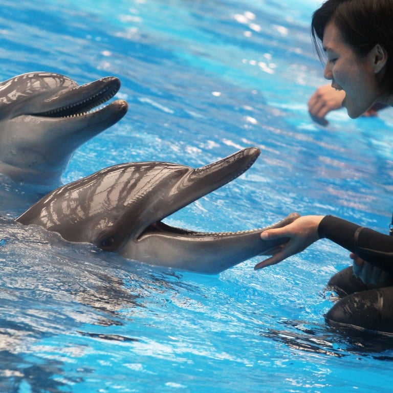 Mexico Takes a Bold Step Toward Dolphin Freedom: A Call for Compassion ...