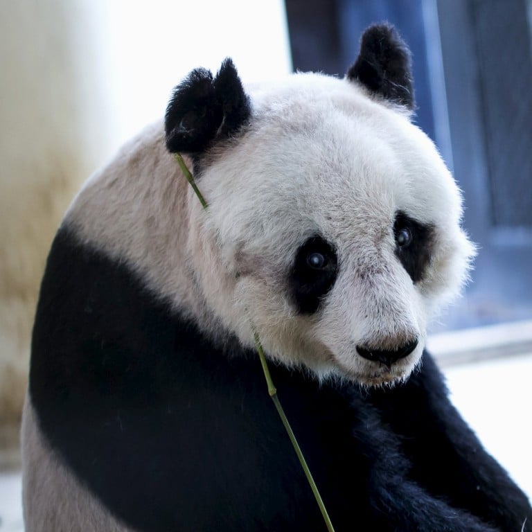 Panda Jia Jia soon to turn 37, matching world record for longevity ...