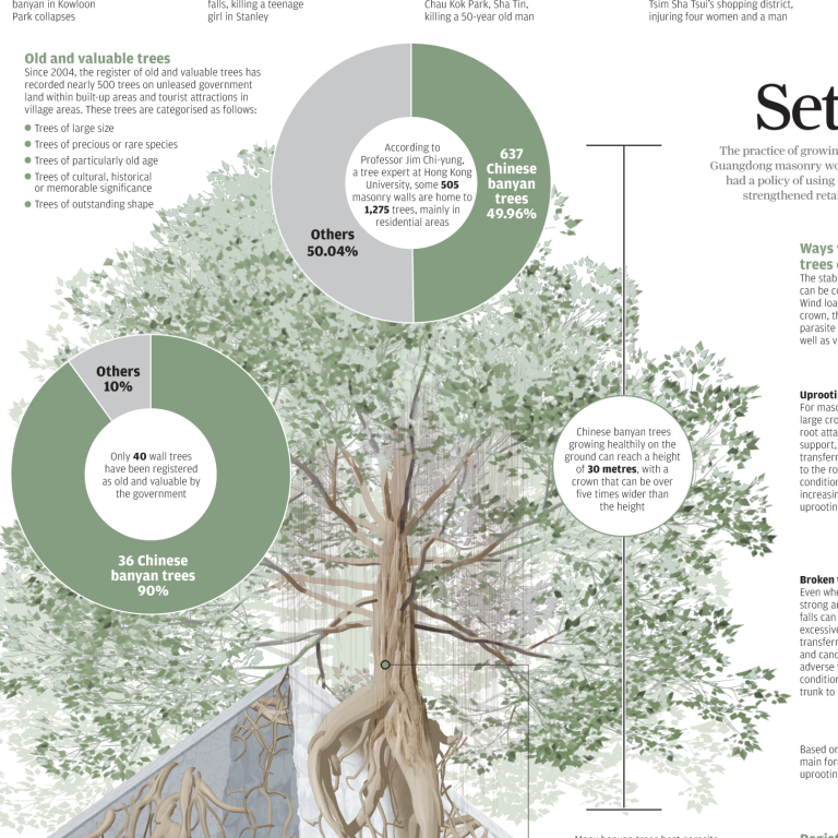 Hong Kong’s wall trees: everything you need to know about the banyans ...