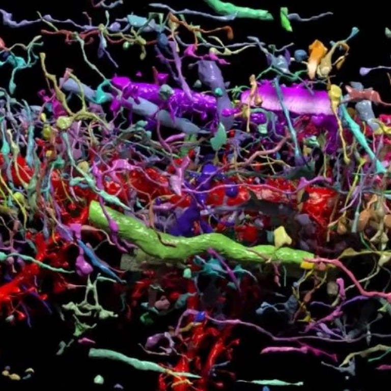 Beautiful 3D brain map reveals connections between cells with nano ...