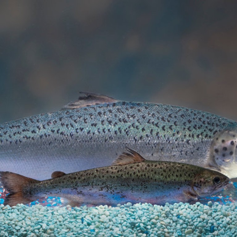 US clears genetically modified salmon for human consumption, in world’s ...