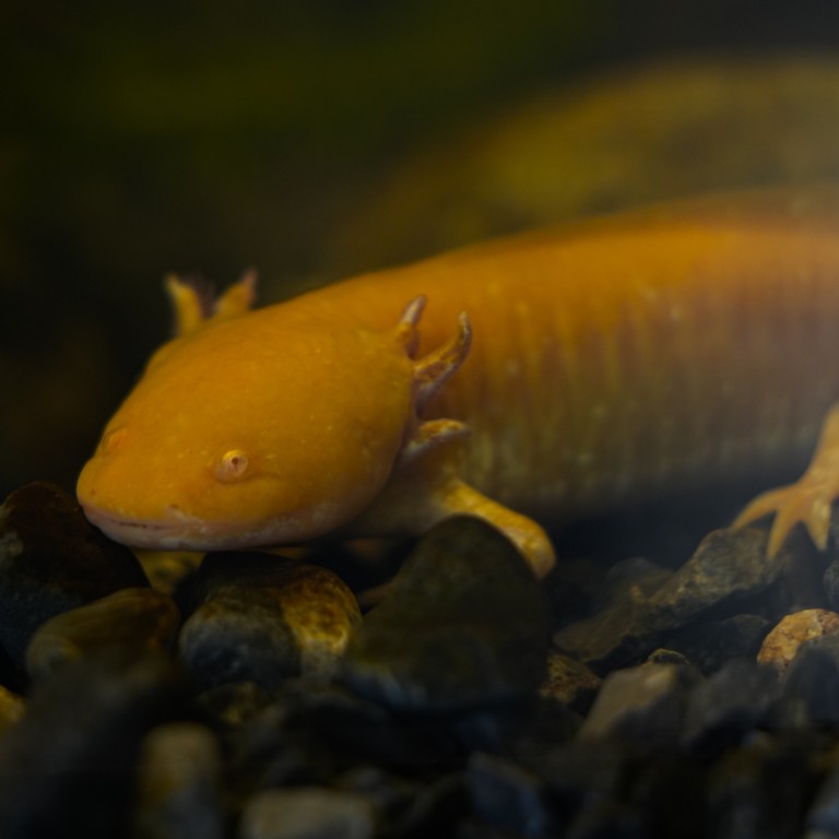 The astonishing axolotl that caught scientists' eye | South China ...