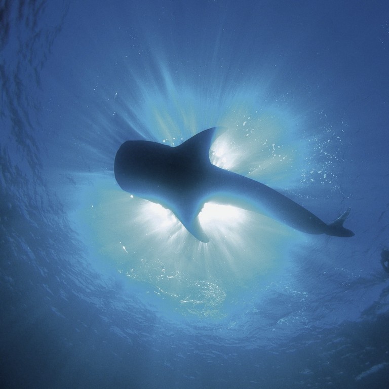 The best place to swim with whale sharks? Saleh Bay, in Indonesia’s ...