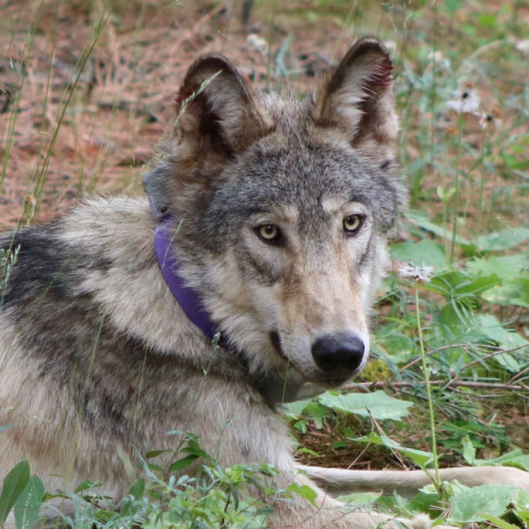 A rare gray wolf made an epic 1,500km trek across the US. Then a ...