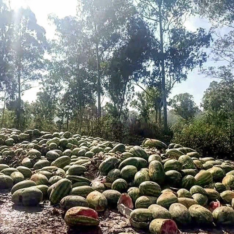 Rotting fruit, sinking fortunes – Covid-19 curbs take their toll on ...