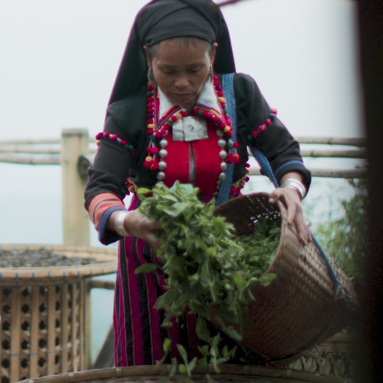 Opinion | Tea – ‘China’s gift to the world’ – explored in BBC’s One Cup ...